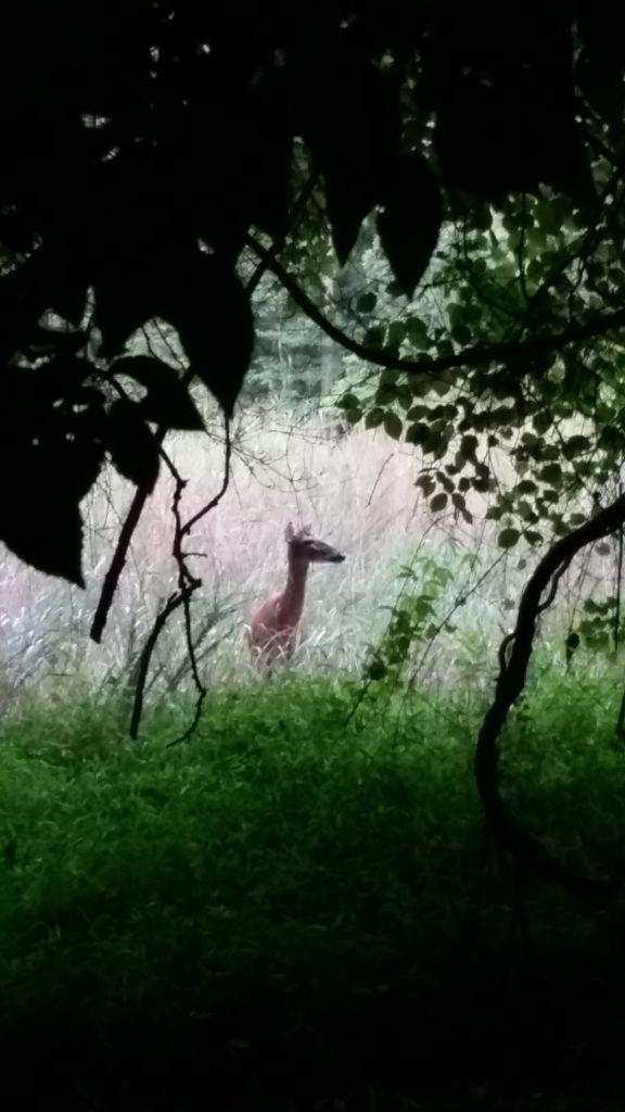 Animal messages – Animal Messages Guide